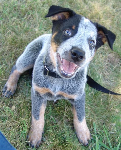 Cattle Dog Puppies Gumtree At Matthew Mercer Blog