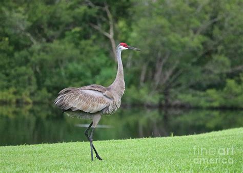Giant Crane Bird