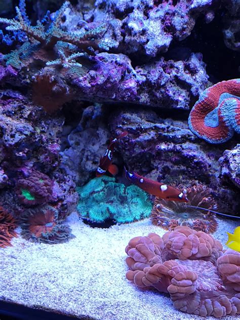 Divided Leopard Wrasse Turning Brown Reef2reef