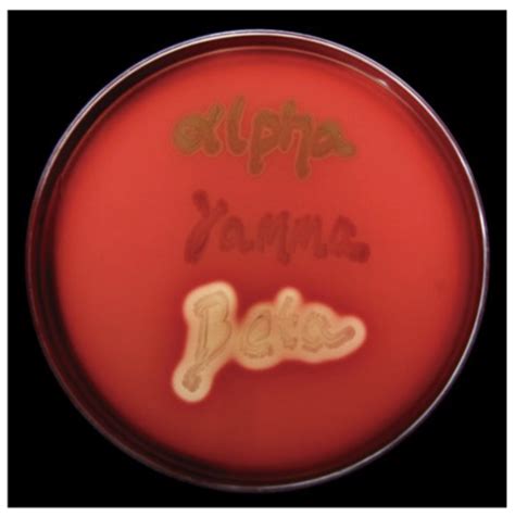 Microbiology Chapter 12 Streptococci And Enterococci Flashcards Quizlet