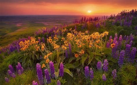 Beautiful Sunset Flower Field Palouse Fine Art Landscape Photography