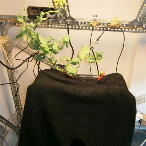 11 Setup Of Eit Measurements With Two Oilseed Plants In One Rhizotron Download Scientific