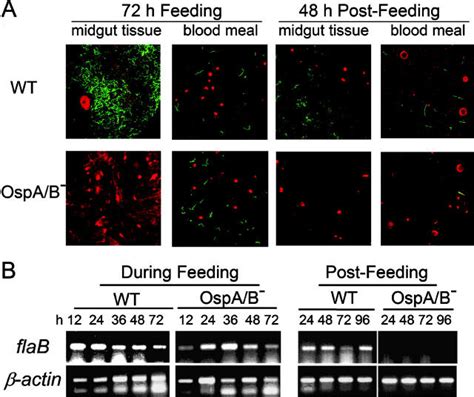 Detection Of Wild Type Or Ospab− Spirochetes In Ticks By A Confocal