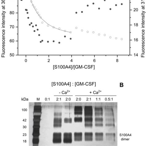 A Fluorimetric Titration Of 0 57 μm Gm Csf By Ca 2 Loaded S100a4 1 Download Scientific
