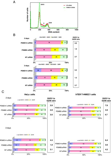 A Cell Cycle Histogram A Representative Diagram Of Cell Cycle Download Scientific Diagram