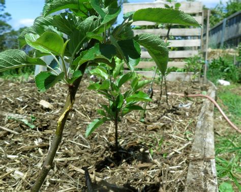 Growing Your Own Apple Tree Rootstock Good Life Permaculture