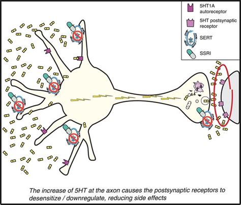 Antidepressants Basicmedical Key
