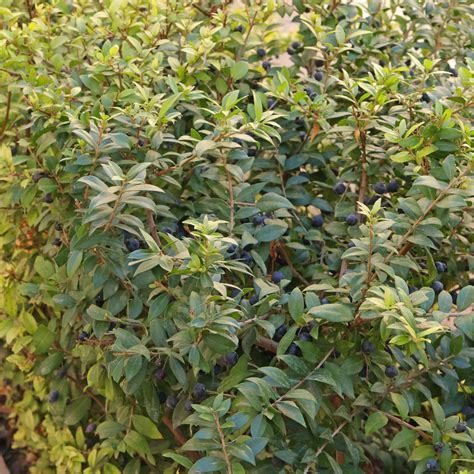 Myrtle Myrtus Communis
