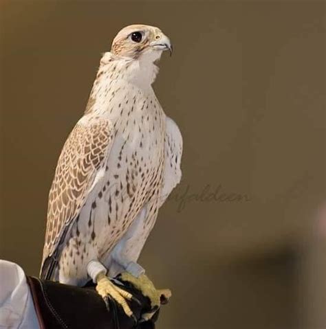 صيادين ليبيا