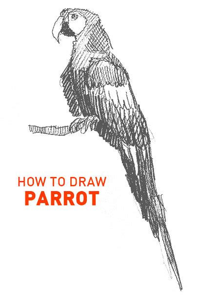How To Draw A Realistic Bird Easy