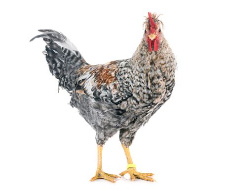 Cream Legbar Chickens Cream Legbar For Sale Chicken Breeds