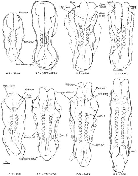 Developmental Stages In Human Embryos