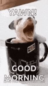 Funny Yawn S Tenor