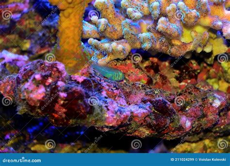 Green Clown Goby Gobiodon Histrio Stock Image Image Of Fishtank