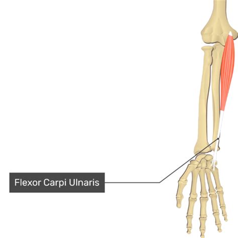 Flexor Carpi Ulnaris Getbodysmart