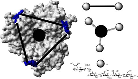 通过二价和三价血凝素抑制剂增强对甲型流感病毒粘附的抑制作用。 Journal Of Medicinal Chemistry X Mol