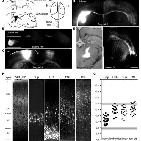 Pdf Diversity Of Layer 5 Projection Neurons In The Mouse Motor Cortex