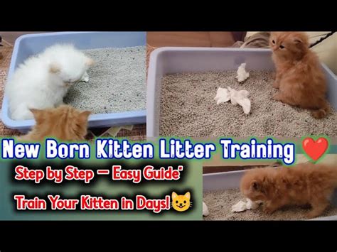👉😺how To Litter Training For Kitten Train A Cat Litter Box Kitten Ko Litter Ki Training