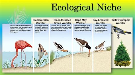 Niche Ecosystem