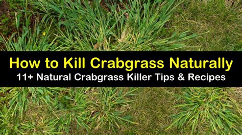 11 Natural Ways To Kill Crabgrass