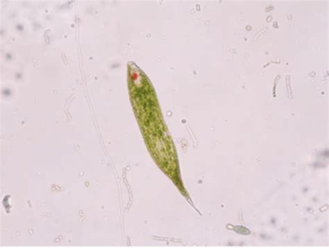 Bio Ii Lab Unknowns Flashcards Quizlet