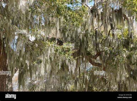 Spanish Moss Florida Trees At Holly Brough Blog