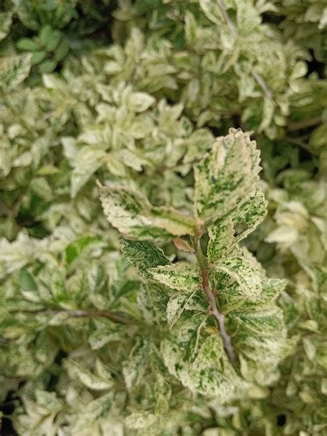 Acalypha Siamesis Duranta Variegated Varieties Lazada Ph