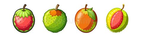 Delightful Amara Fruit Illustration For Varied Uses Stock Vector