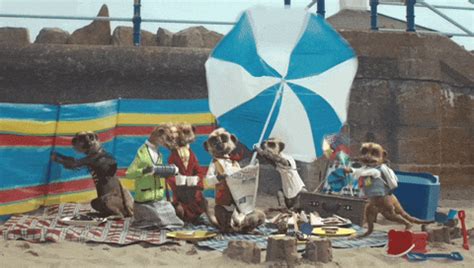 Summer Fail  By Comparethemarket Find And Share On Giphy