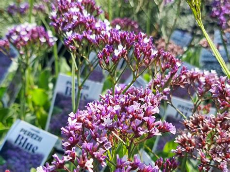 Limonium Perezii Blue Wholesale Nursery Nurseries In Melbourne