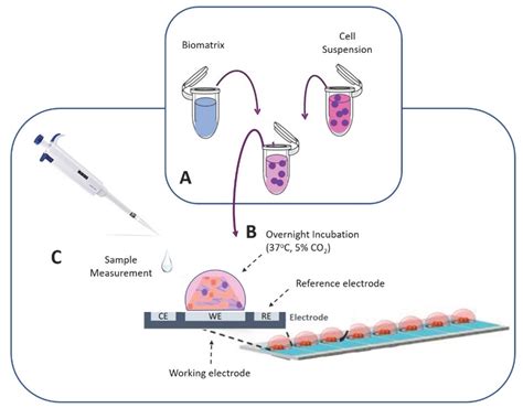 Clinical Application Of The Novel Cell Based Biosensor For The Ultra Rapid Detection Of The Sars