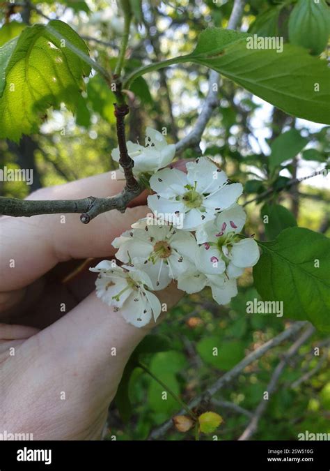 Pringles Hawthorn Crataegus Coccinea Pringlei Plantae Comté De