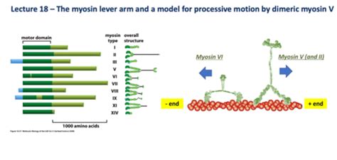 Motors The Myosin Lever Arm And A Model For Processive Motion By Dimeric Myosin V Flashcards