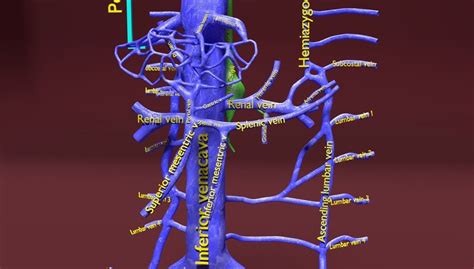 Venous System Thorax Abdominal Vein Labelled 3d Model Superhive