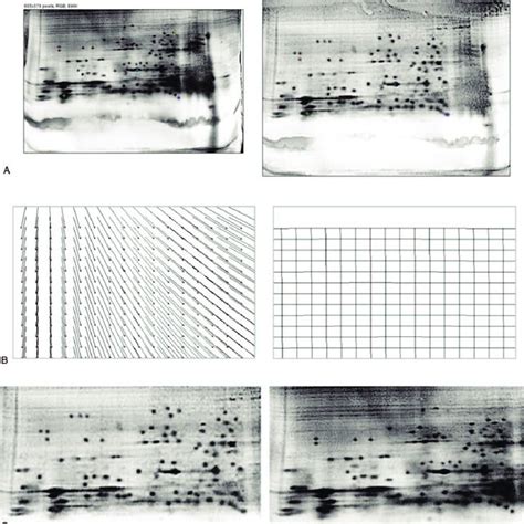 alignment of 2d ge gel images by warping method with bunwarpj pipeline