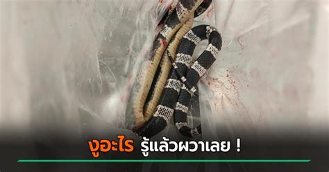 งูในภาพคืออะไร ฉกคนต้องเข้า รพ กูรูแห่เฉลย งูทับสมิงคลา พิษอันดับ 1 ในไทย