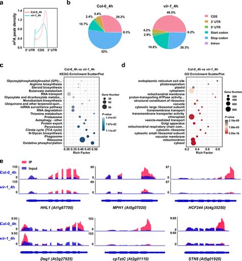 Comparison Of M⁶a Modification Between Col 0 And Vir 1 Seedlings After