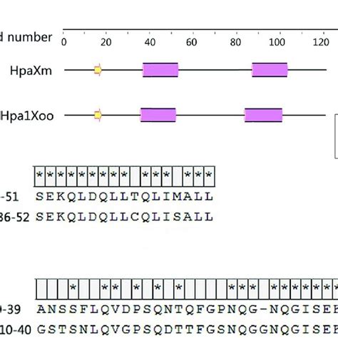 predicted secondary structures and sequence alignment between hpaxm and download scientific