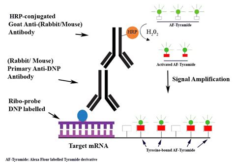 Horseradish Peroxidase