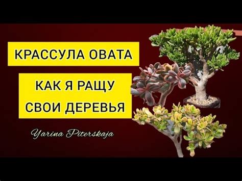 Крассула Овата. Как я ращу свои деревья.Когда выносить суккуленты на ...