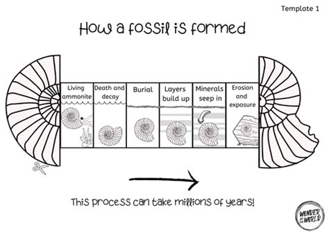 How A Fossil Is Formed Folding Craft Ks2 Teaching Resources