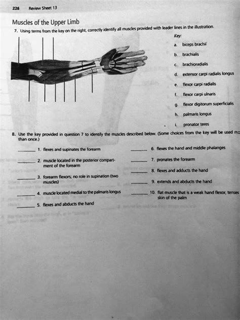 226 review sheet 13 muscles of the upper limb 7 using terms from the