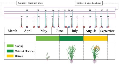 A Convolutional Neural Network Method For Rice Mapping Using Time Series Of Sentinel 1 And