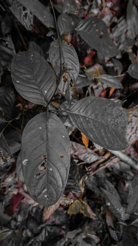 Close Up Of Decaying Plant Leaves In Selective Color Stock Image