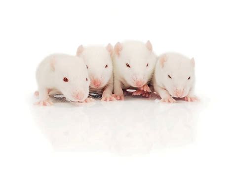 Why Are The White Rats Extremely Important