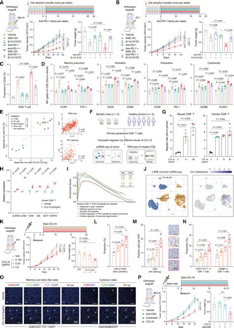 Ccl19 Dendritic Cells Potentiate Clinical Benefit Of Anti Pd L1