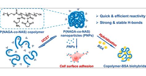 Polyn Acryloyl Glycinamide Co N Acryloxysuccinimide Nanoparticles Tunable Thermo