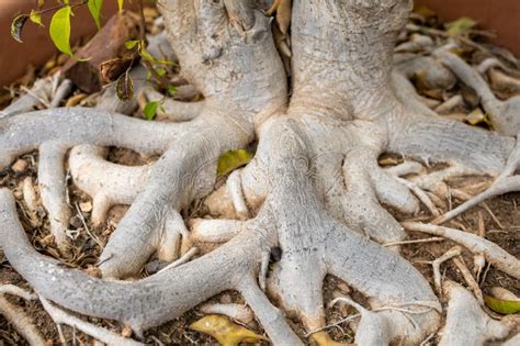 FICUS Tree Roots Stock Image Image Of Tropics Dark 285154225