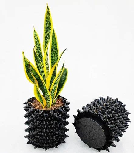 Flower Pot Alpha Pot Medium Manufacturer From Karnal