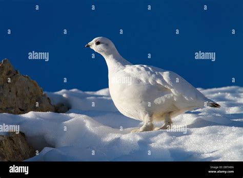 Rock Ptarmigan Snow Chicken Lagopus Mutus Hen In The Snow In Front